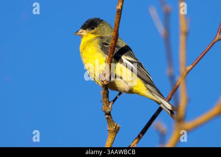 Lesser Goldfinch (Spinus psaltria), Ash Canyon Bird Sanctuary, Arizona ...