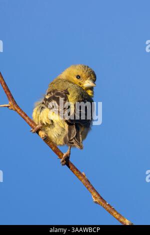 Lesser Goldfinch (Spinus psaltria), Ash Canyon Bird Sanctuary, Arizona ...