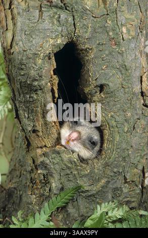 Siebenschläfer, in Baumhöhle, Glis glis, edible dormouse, edible ...