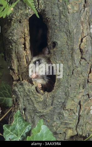 Edible Dormouse Edible Commoner Dormouse Fat Dormouse Squirrel