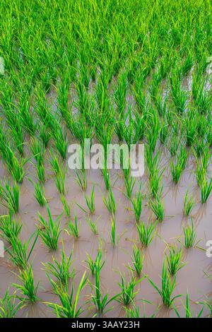Laos, Champasak province, rice fields in the surroundings of Champassak ...