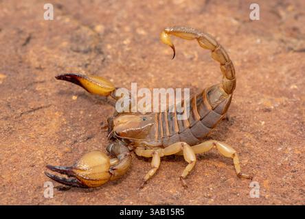 A beautiful shiny burrowing scorpion (Opistophthalmus glabrifrons) in ...