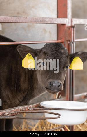 A purebred Japanese Wagyu calf in a stable, looking at the camera Stock ...