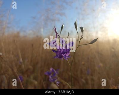 Consolida regalis, known as forking larkspur, rocket-larkspur, and ...