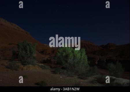 Artificially illuminated trees and shrubs at night in the Altyn Emel ...