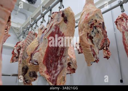 Huge chunks of beef carcass on the farm Stock Photo - Alamy