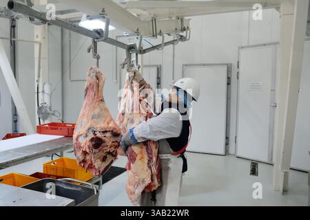 Employees of the production farm carve up the beef carcass and cut it ...