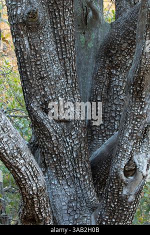 Alligator juniper (Juniperus deppeana) bark along Ramsey Canyon Trail ...