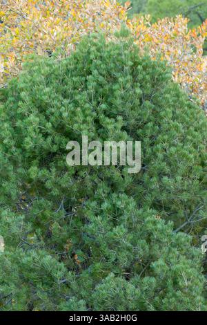Mexican Pinyon Pine (Pinus cembroides) habit, growing in desert, Chisos ...