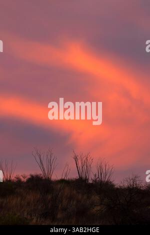 Ocotillo sunset near Pena Blanca Lake, Coronado National Forest ...