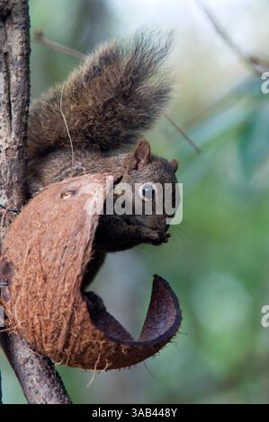Squirrel on a tree near Pedra do Baú, São Paulo, Brazil Stock Photo - Alamy