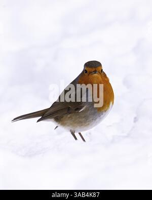 A close-up shot of a European robin perched on a mossy stone fence ...