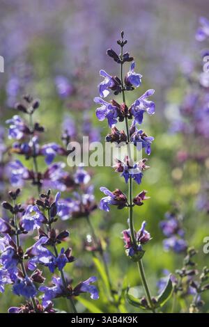 Sage (salvia officinalis) in bloom, Saxony, Germany Stock Photo - Alamy