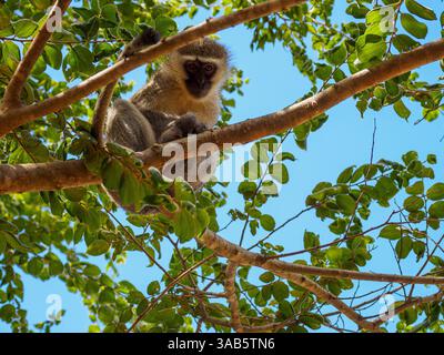 Female vervet monkey looking down from tree, South Africa Stock Photo ...