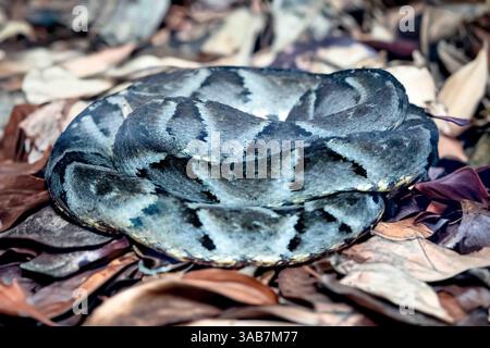 Venomous Brazilian snake, jararaca caiçaca camouflaged in dry foliage ...