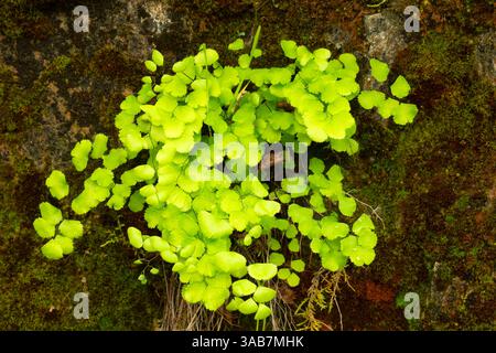 California Maidenhair Fern (Adiantum jordanii Stock Photo - Alamy