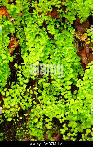 California Maidenhair Fern (Adiantum jordanii) Plantae Stock Photo - Alamy