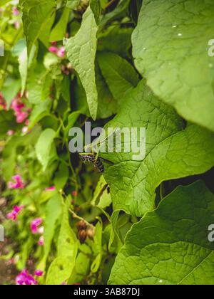 Juvenile praying mantis catch black soldier fly as the prey Stock Photo ...
