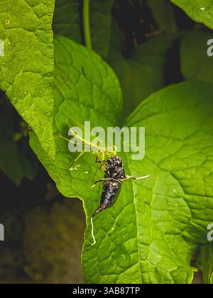 Juvenile praying mantis catch black soldier fly as the prey Stock Photo ...