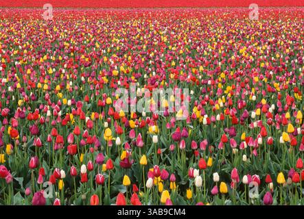 A vibrant array of colorful tulips bloom in a garden, bathed in ...