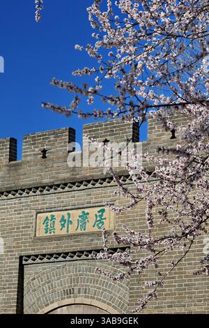 Spring flowers bloom at the Badaling Great Wall in Beijing, China, 30 ...