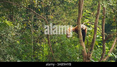 Agile Red Panda Panda Climbs Tree. Ailurus Fulgens Or Lesser Panda Is ...