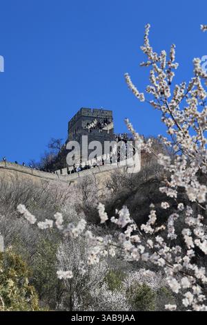 Spring flowers bloom at the Badaling Great Wall in Beijing, China, 30 ...