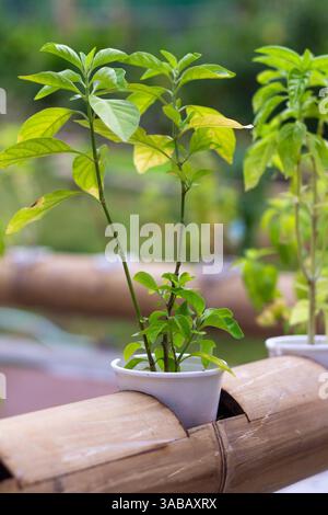 Closeup of bamboo plant and eco friendly toothbrush Stock Photo - Alamy