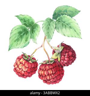 Branches of ripe red juicy raspberry in raspberry self-picking ...