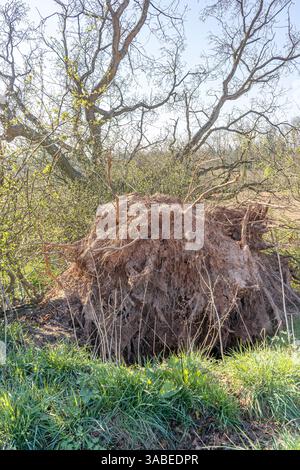 tree blown over in strong wind in rome Stock Photo - Alamy