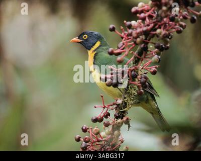 Orange Breasted Fruiteater Stock Photo - Alamy