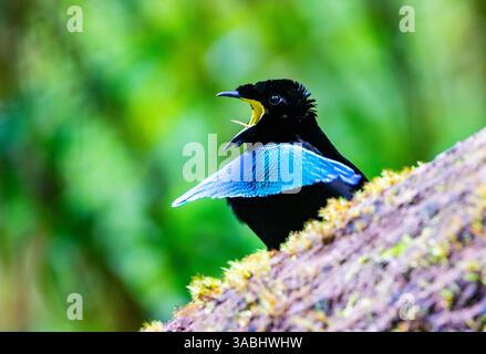A male Vogelkop Lophorina (Lophorina superba) Bird of Paradise ...