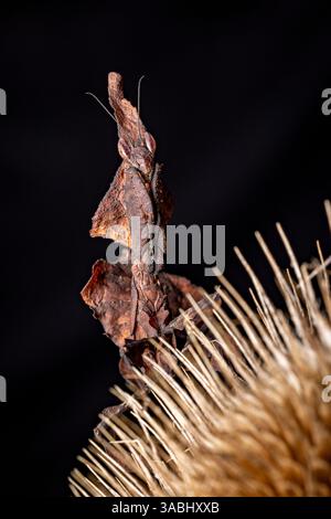 a ghost mantis in the wild Stock Photo - Alamy