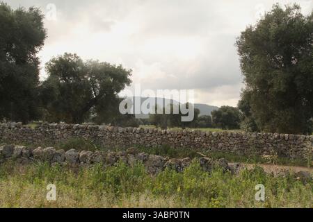 Traditional stone wall around an olive grove in Puglia, Italy Stock ...