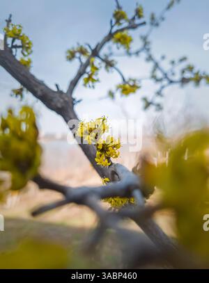 Spring yellow flowers Dogwood or european cornel tree on rustic wooden ...