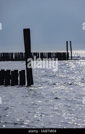 Wooden groyne poles on the beach of Cadzand-Bad during dusk, the ...