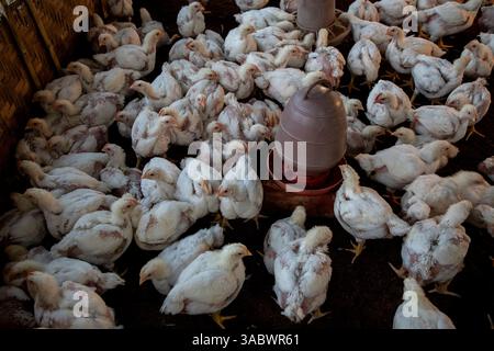 Broiler chickens inside a small poultry farm in Valuka, Mymensingh ...