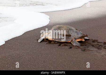 Olive ridley sea turtle (Lepidochelys olivacea) returning to sea ...
