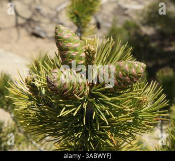 Limber Pine (Pinus flexilis) cones in Weatherman Draw, Montana Stock ...