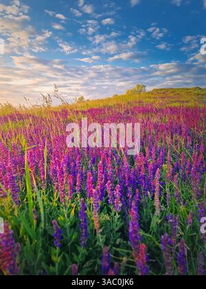 Beautiful herbal clary sage blooming and flowering in a garden Stock ...