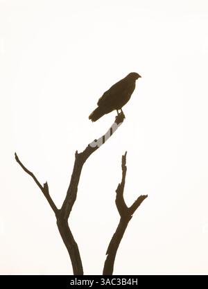 Common buzzard Buteo buteo insularum. San Mateo. Gran Canaria. Canary ...