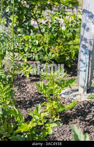 Echter Baldrian Valeriana officinalis, Habitus mit Blüten ...