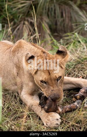 Mane character energy Stock Photo - Alamy