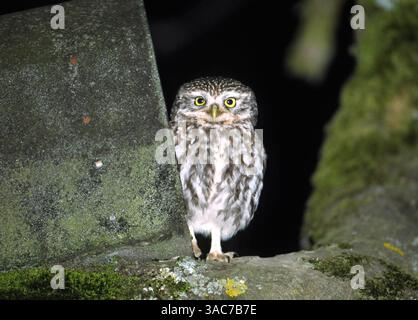 Little owl (Athena noctua). This owl is found inhabiting woodland and ...