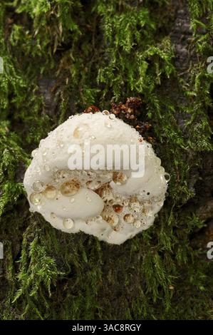 Resinous Polypore (Ischnoderma resinosum) Fungi Stock Photo - Alamy