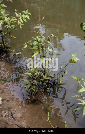 Temple plant, starhorn or giant hygro, Hygrophila corymbosa, Acanthacea ...
