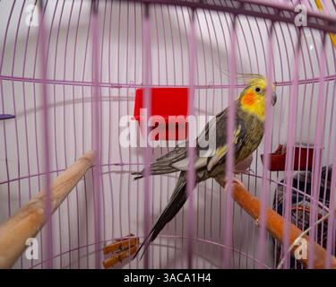 cockatiel bird in pink cage curious looking at camera pet life Stock ...