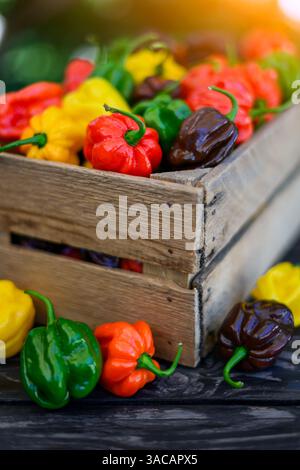 Ripened multi-colored habanero peppers (capsicum chinense) on white ...