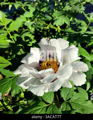 Beautiful blooming white peony flowers on marble background with copy ...