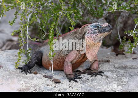Echsen, Leguane auf Leaf Cay, Yacht, Exuma Bahamas, Travel, 2025 ...